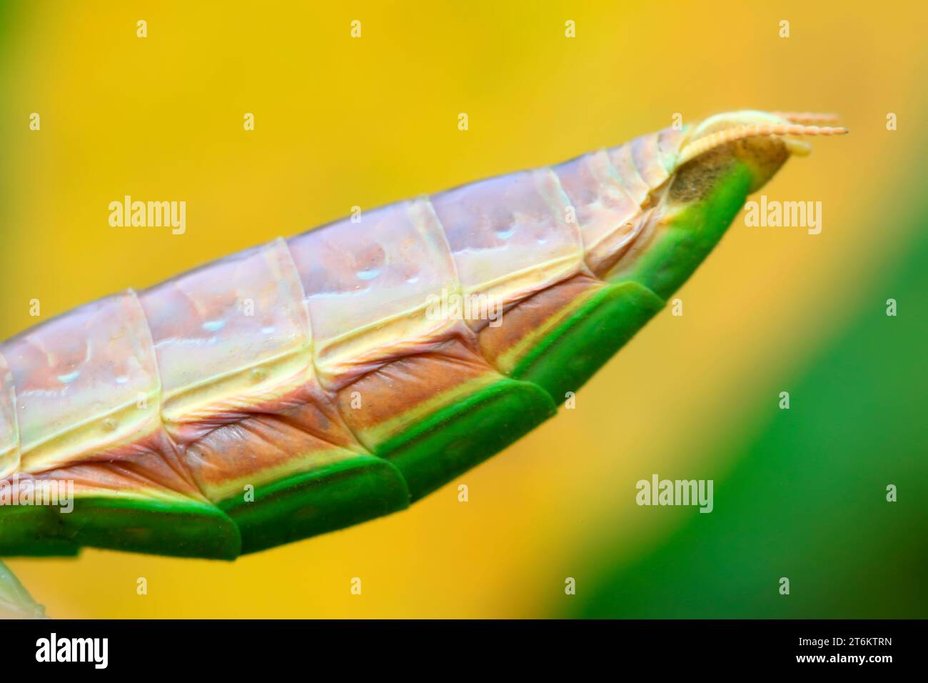 closeup of photo, tenodera mantis's abdomen in the wild Stock Photo - Alamy