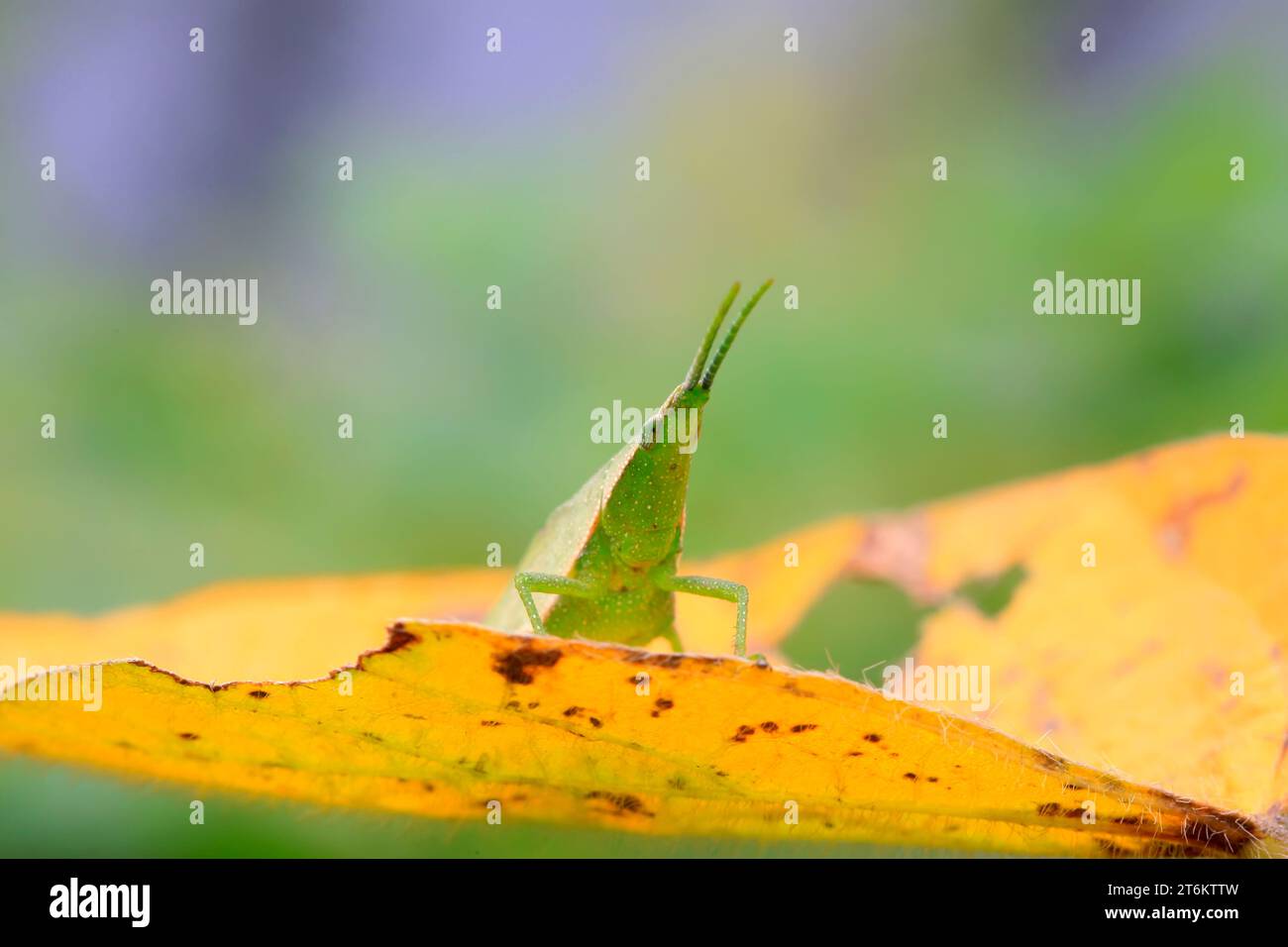 Locust features hi-res stock photography and images - Alamy