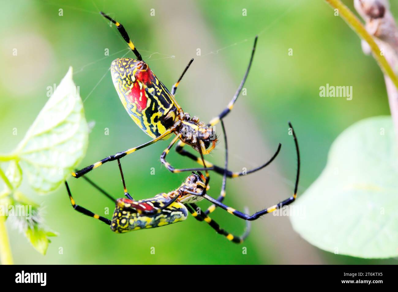 two spiders have a love affair on the branch Stock Photo - Alamy