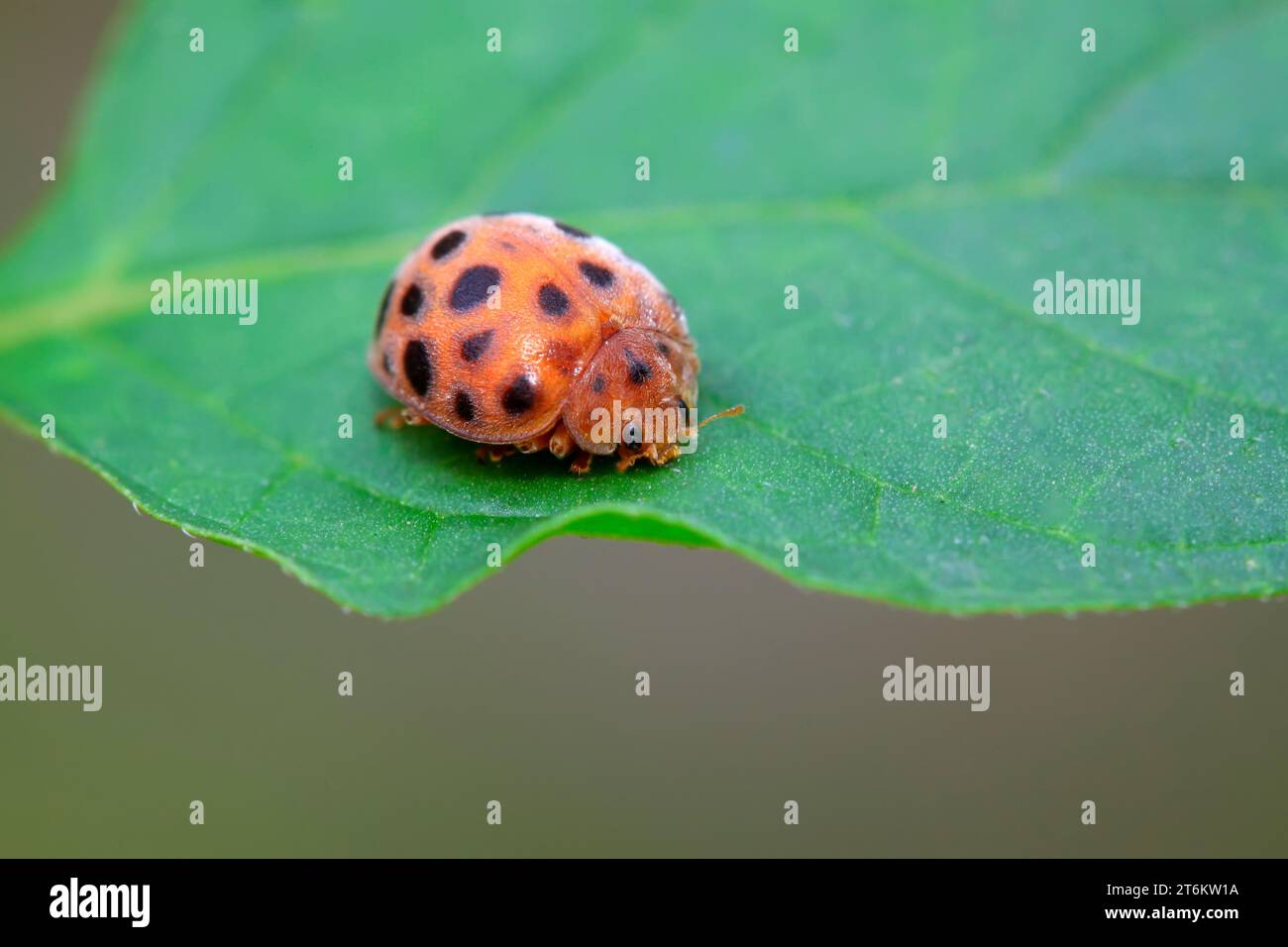 ladybug on green leaf in the wild Stock Photo - Alamy