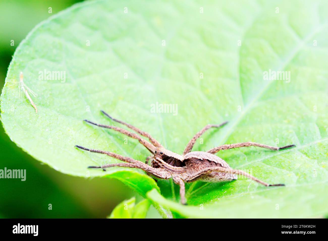 Tiger jumping spider hi-res stock photography and images - Alamy