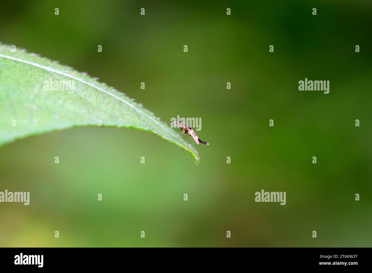 mosquito on green leaf in the wild Stock Photo - Alamy