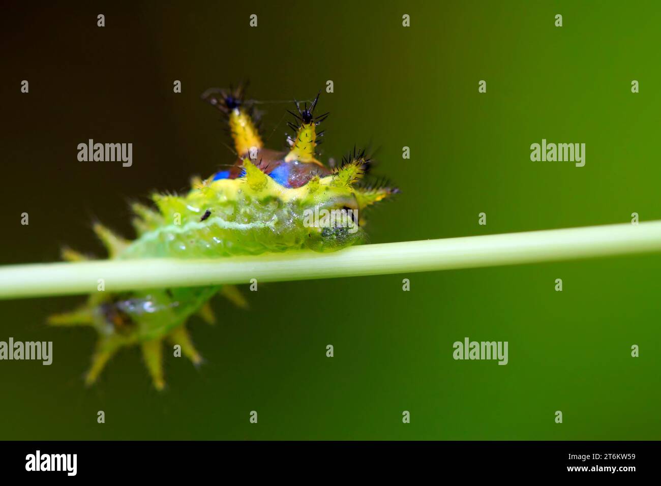 thorn moth larvae on a green leaf Stock Photo - Alamy