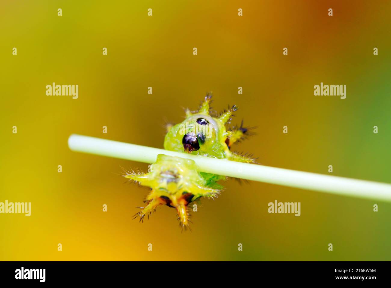 Yellow thorn moth hi-res stock photography and images - Alamy