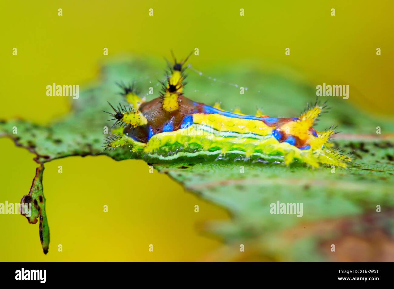 Yellow thorn moth hi-res stock photography and images - Alamy