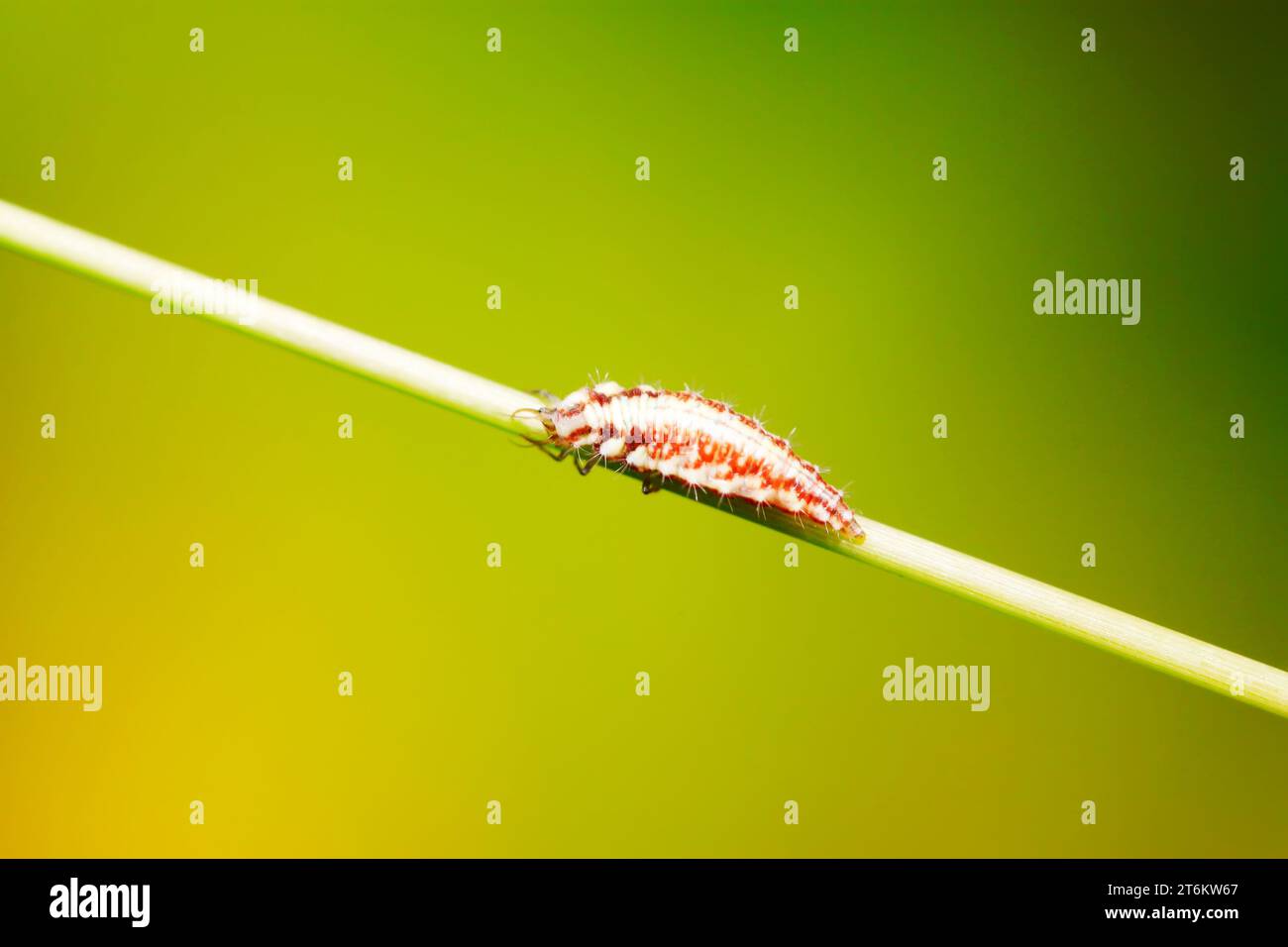 Big lacewing flies larvae - aphid lions on green leaf Stock Photo - Alamy