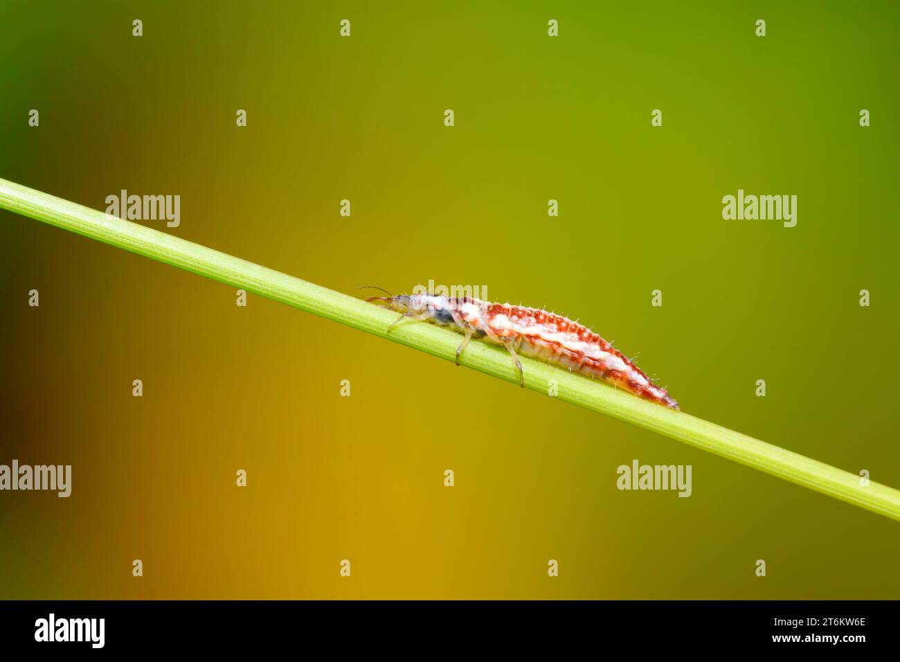 Big lacewing flies larvae - aphid lions on green leaf Stock Photo - Alamy