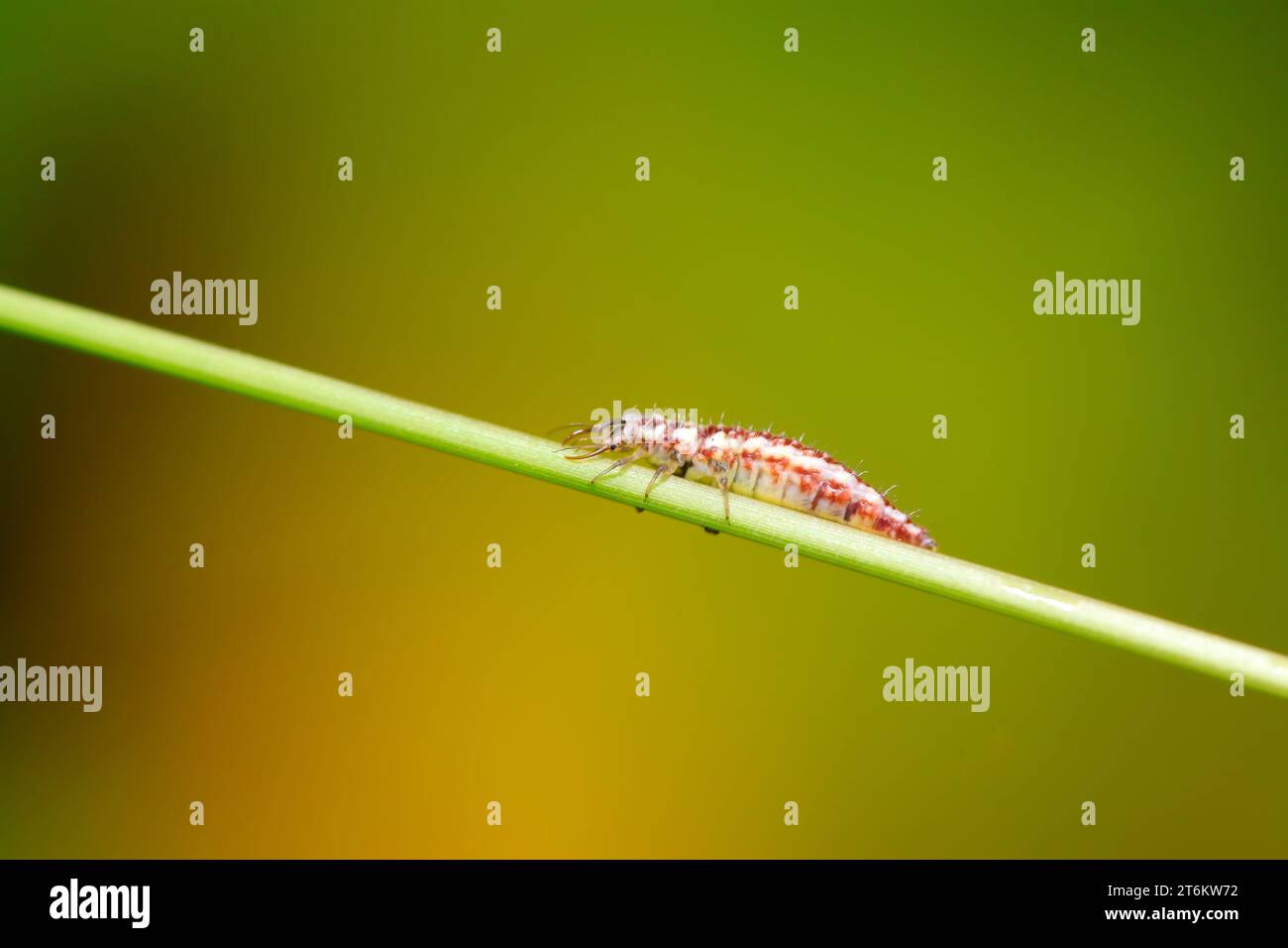 Lacewing larvae aphid hi-res stock photography and images - Alamy