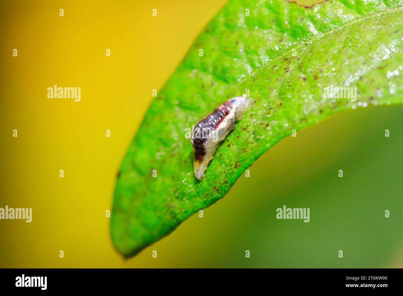 Maggots green hi-res stock photography and images - Alamy