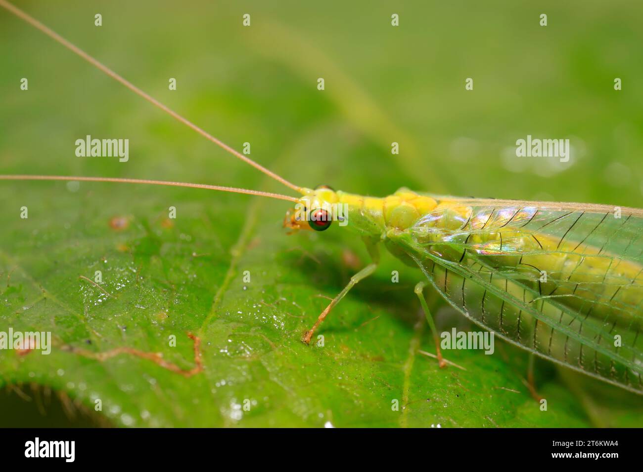 Lacewing flies on green leaf in the wild Stock Photo - Alamy