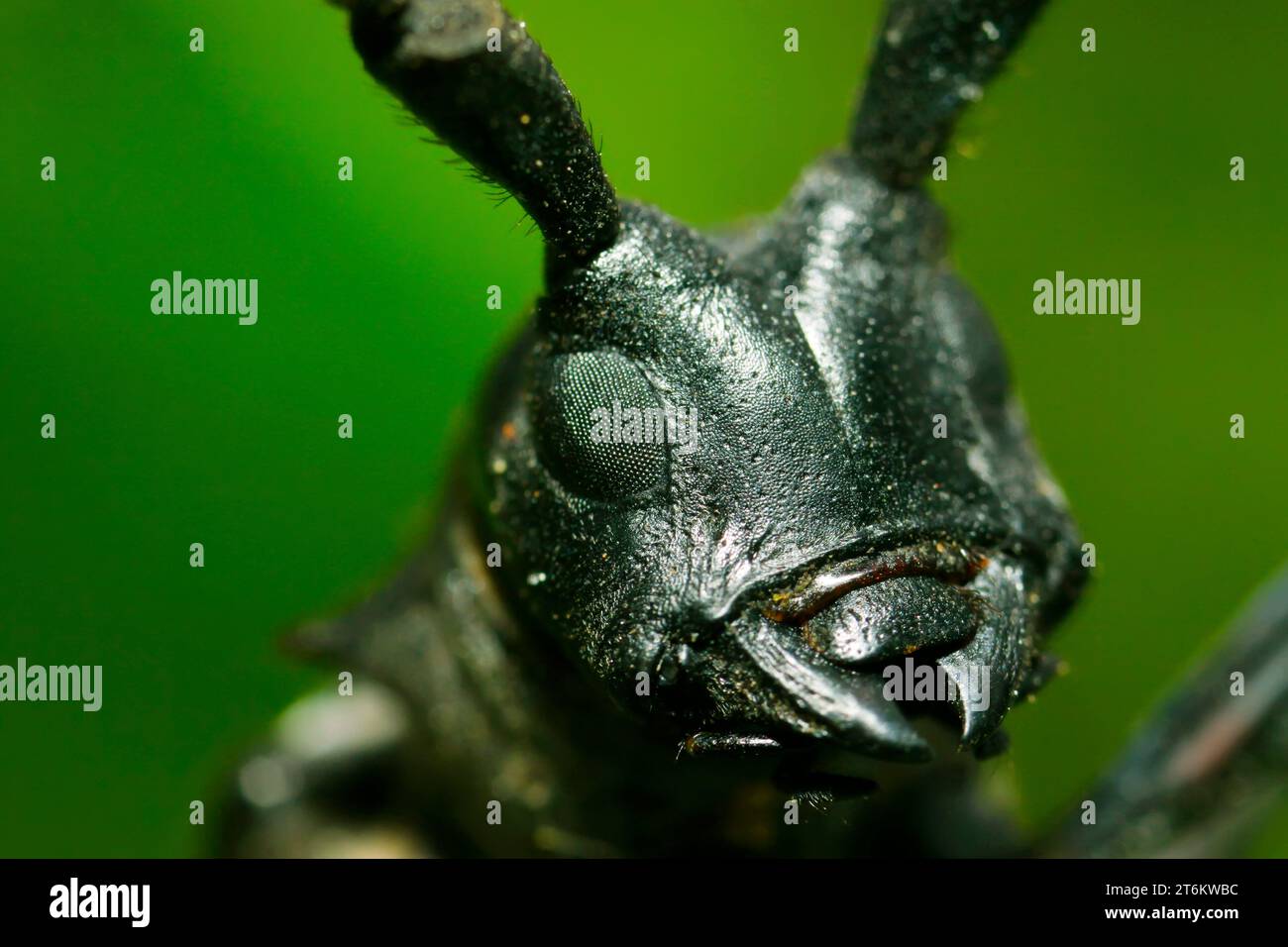 Cerambycidae insects on green leaf in the wild, north china Stock Photo ...