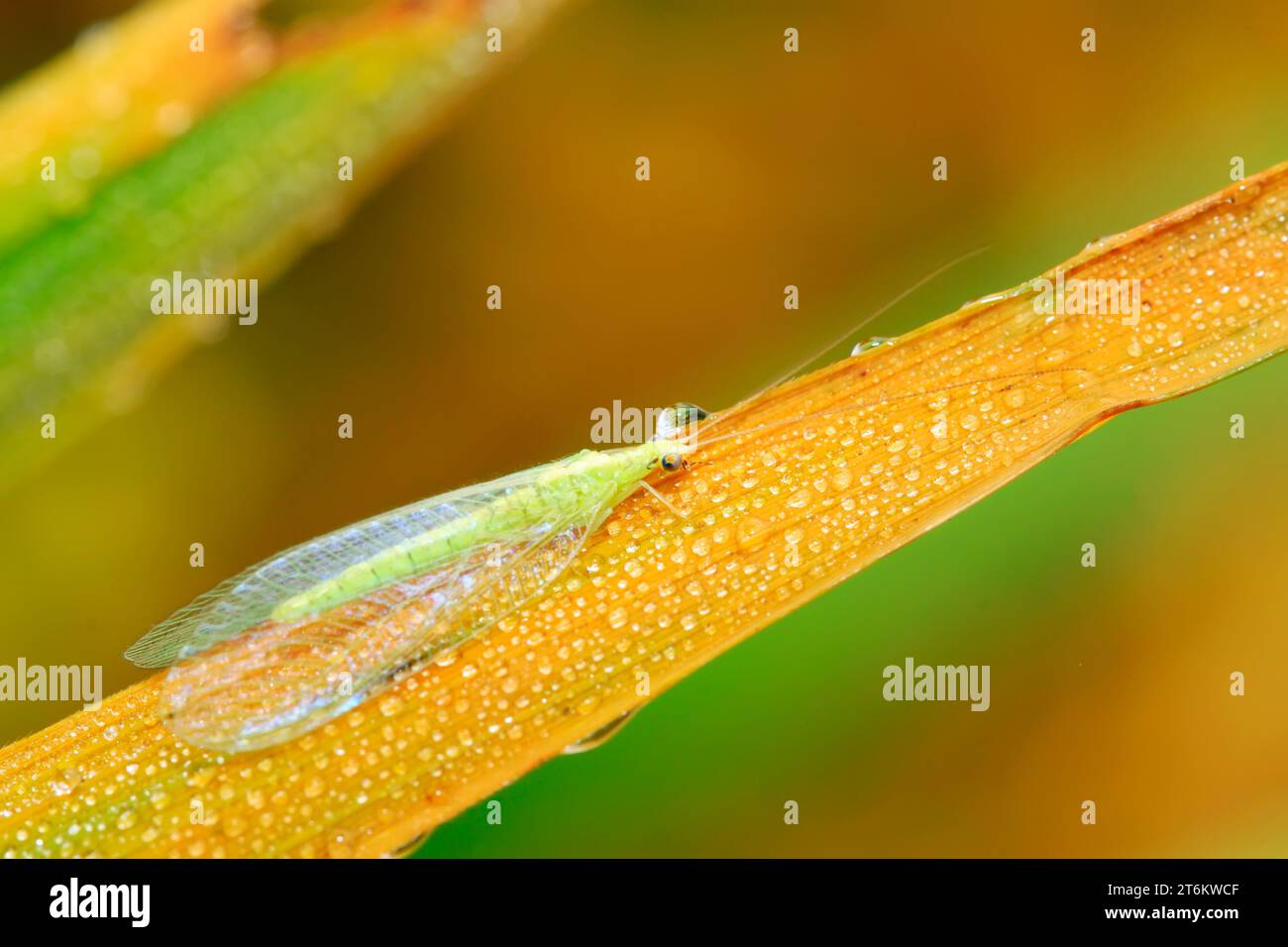 Lacewing flies on green leaf in the wild Stock Photo - Alamy