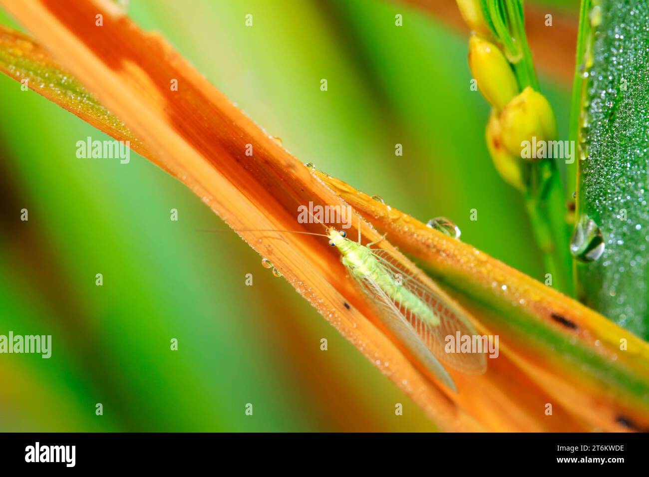 Lacewing flies on green leaf in the wild Stock Photo - Alamy