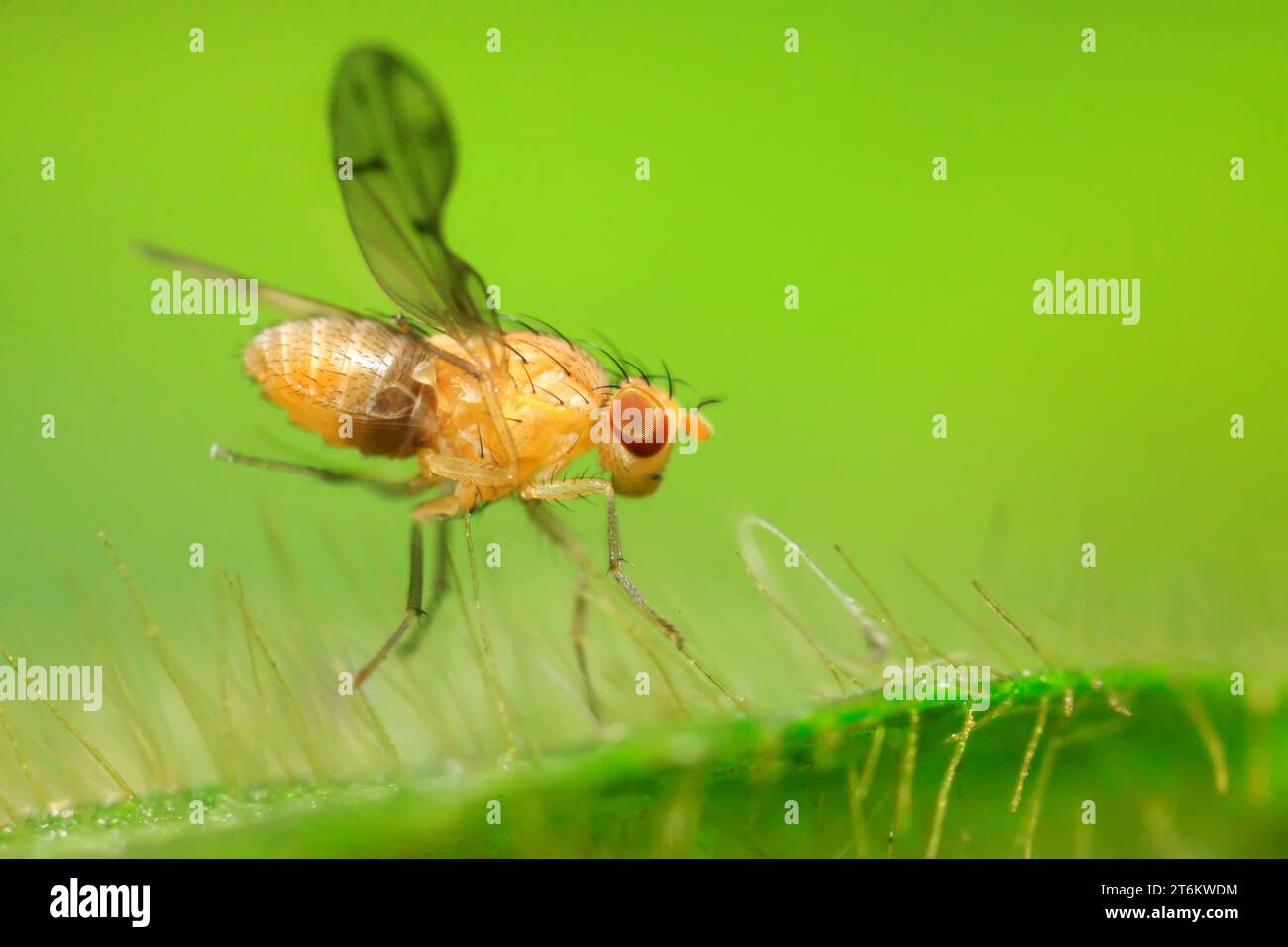 a kind of fly insects staying on the plant Stock Photo - Alamy