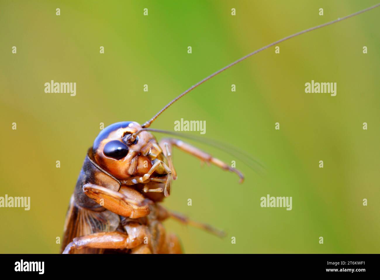 a kind of gryllidae insects in the wild Stock Photo - Alamy