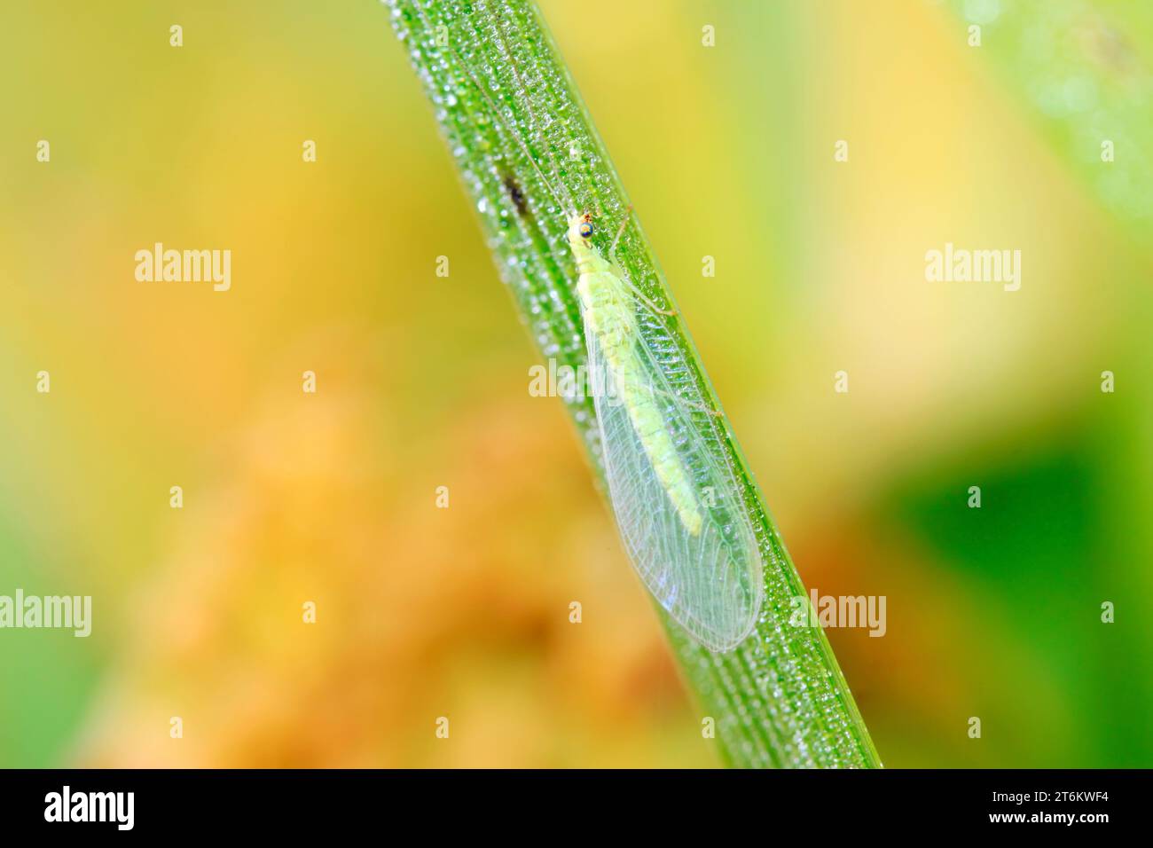 Lacewing flies on green leaf in the wild Stock Photo - Alamy
