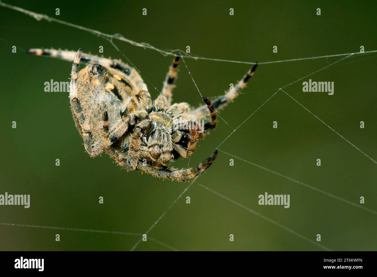 a kind of spider insects in the wild Stock Photo - Alamy