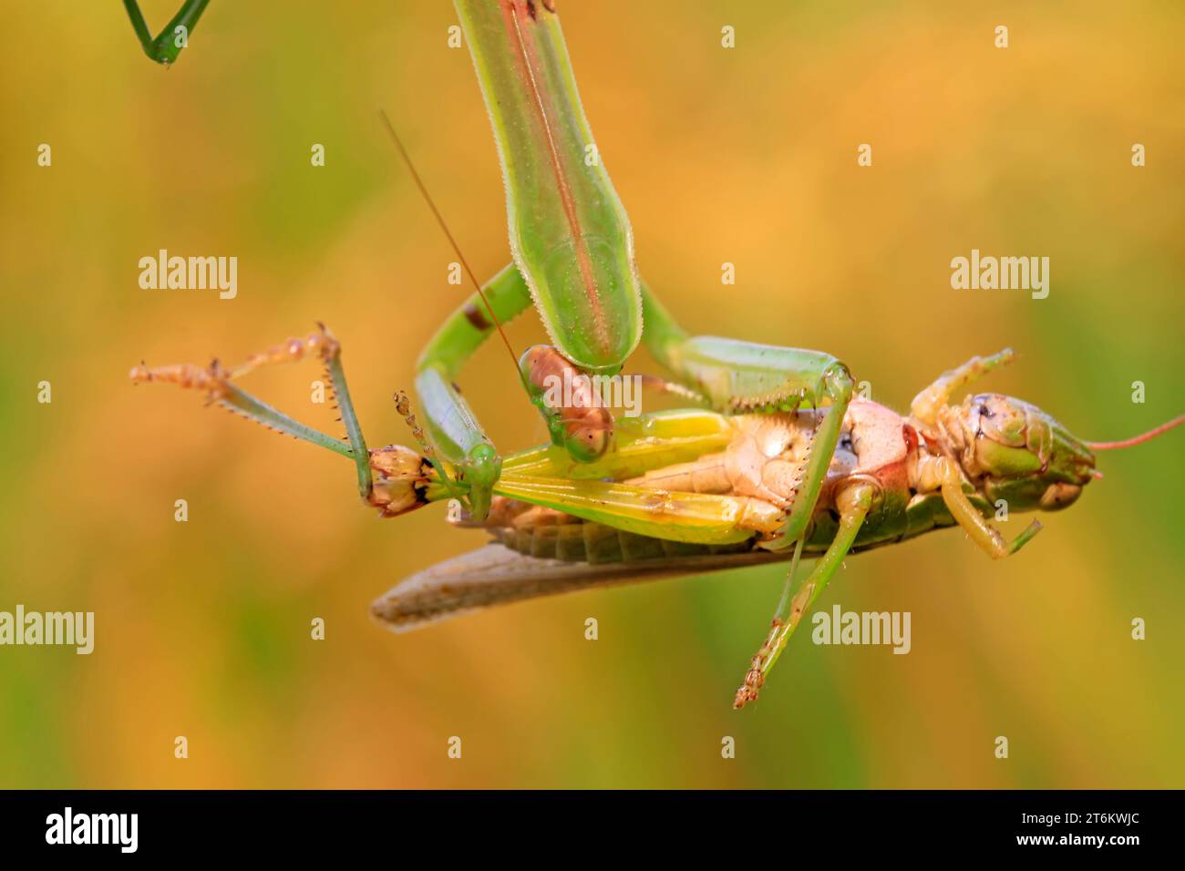 closeup of photo, tenodera mantis prey on locust Stock Photo - Alamy