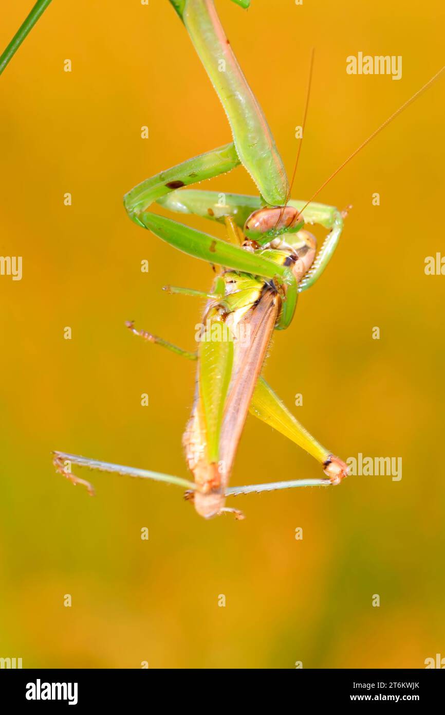 closeup of photo, tenodera mantis prey on locust Stock Photo - Alamy