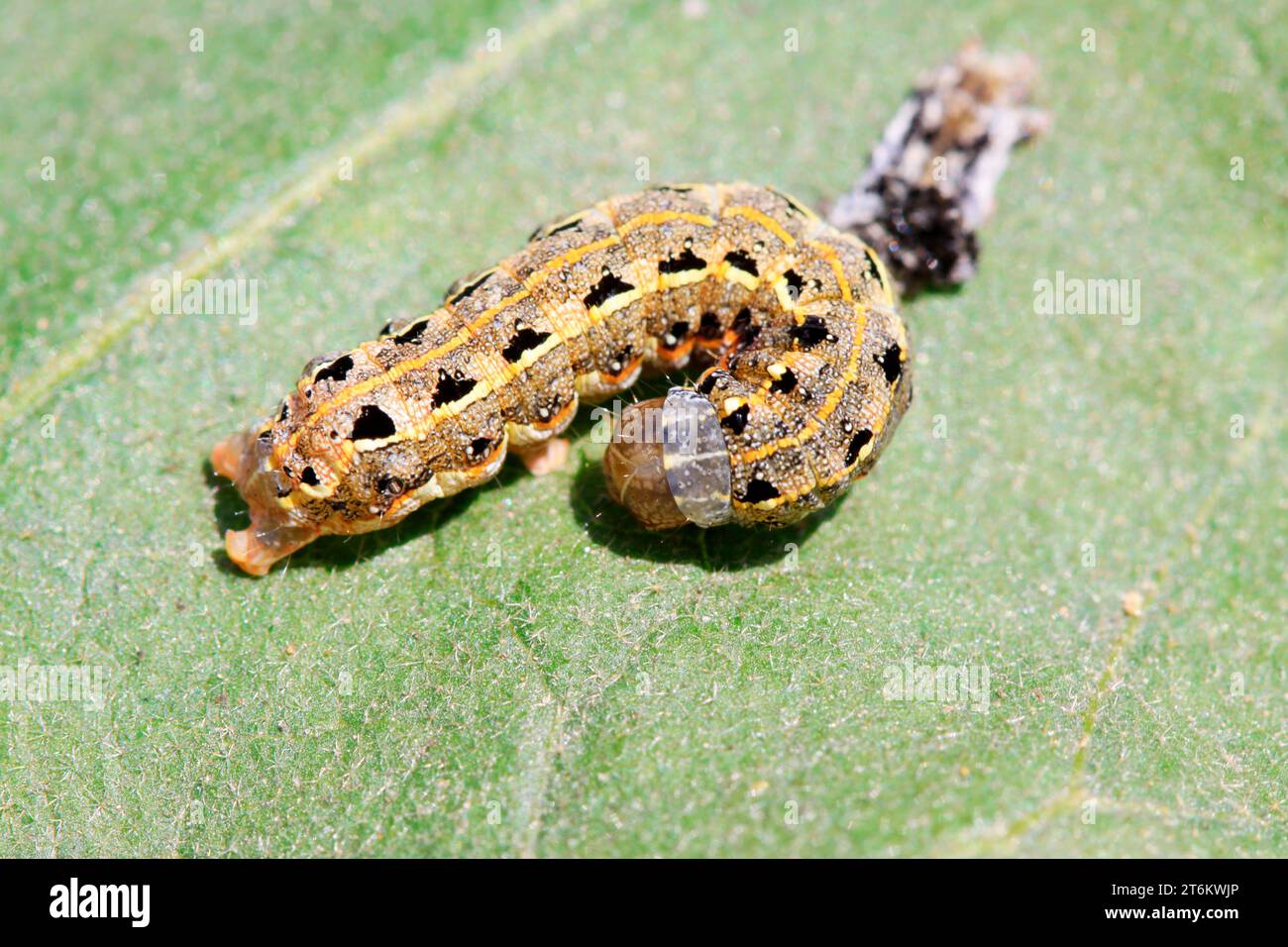 Moth insects larvae on green leaf in the wild Stock Photo - Alamy