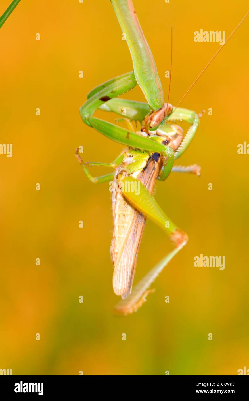 closeup of photo, tenodera mantis prey on locust Stock Photo - Alamy
