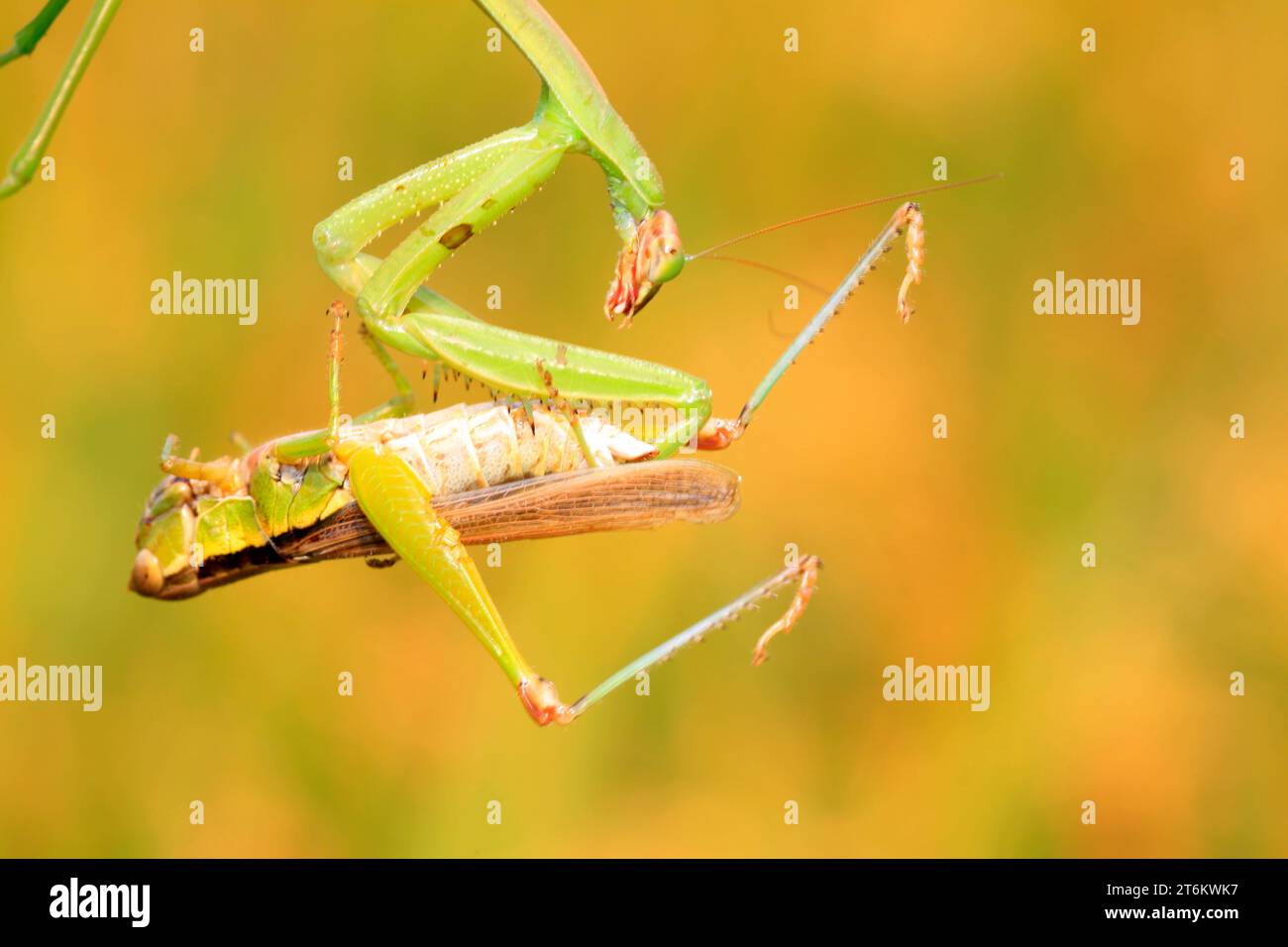 closeup of photo, tenodera mantis prey on locust Stock Photo - Alamy