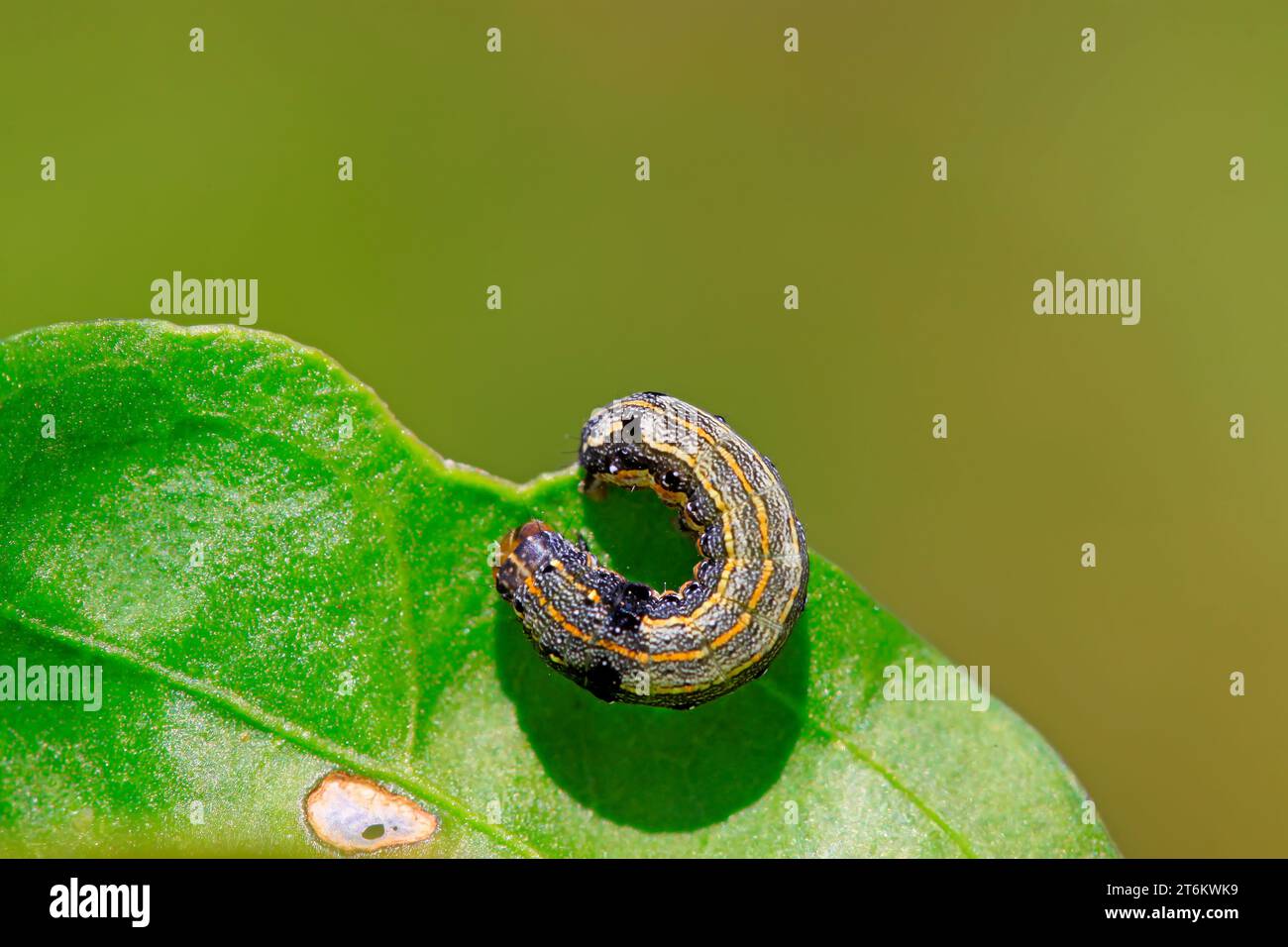Moth insects larvae on green leaf in the wild Stock Photo - Alamy
