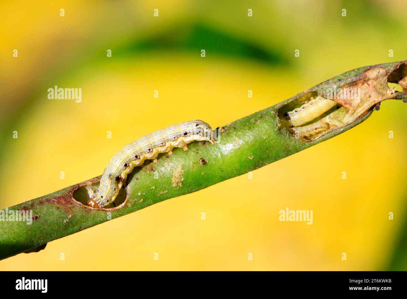 Moth insects larvae on green leaf in the wild Stock Photo - Alamy