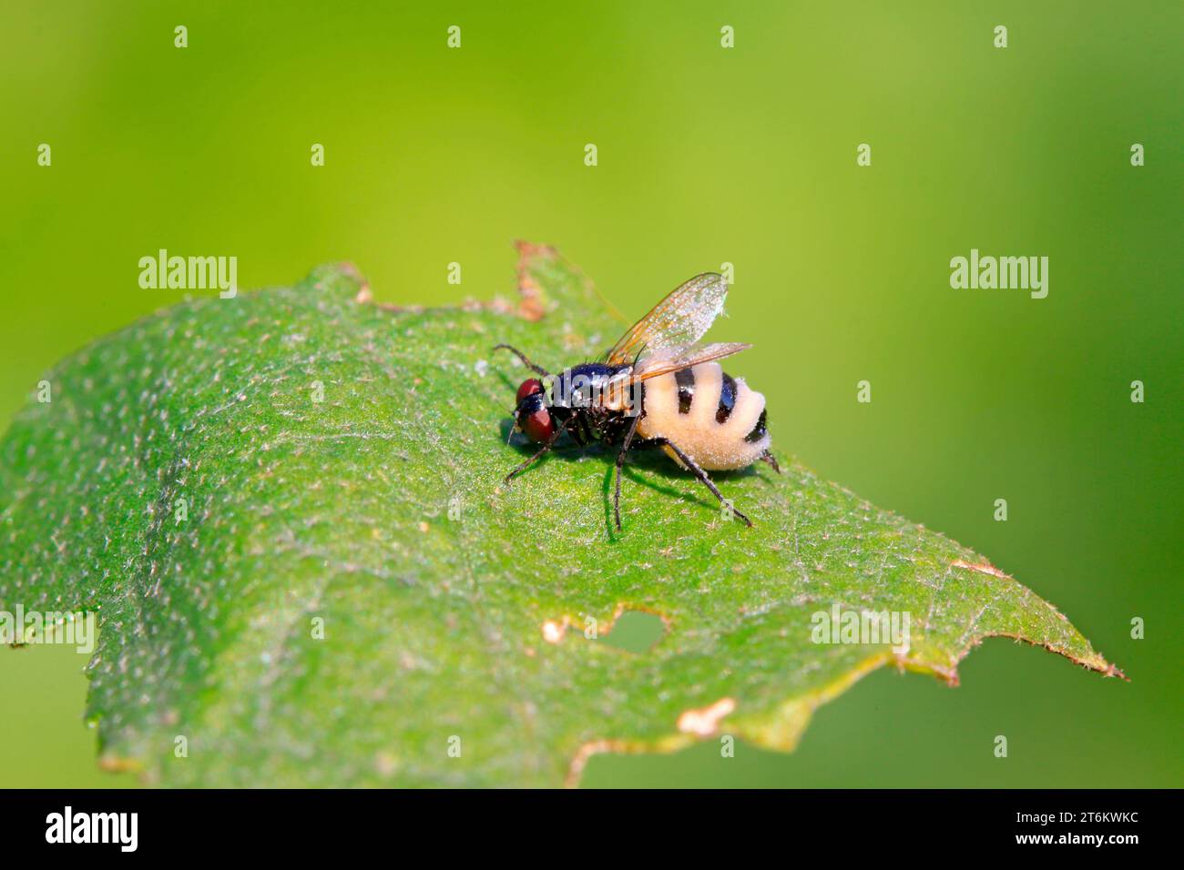 Infection beauveria bassiana insects, zombie on plants in the wild ...