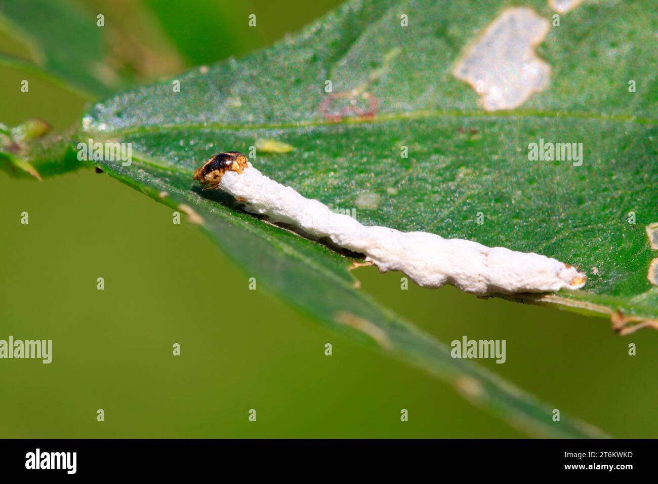 Infection beauveria bassiana insects, zombie on plants in the wild ...