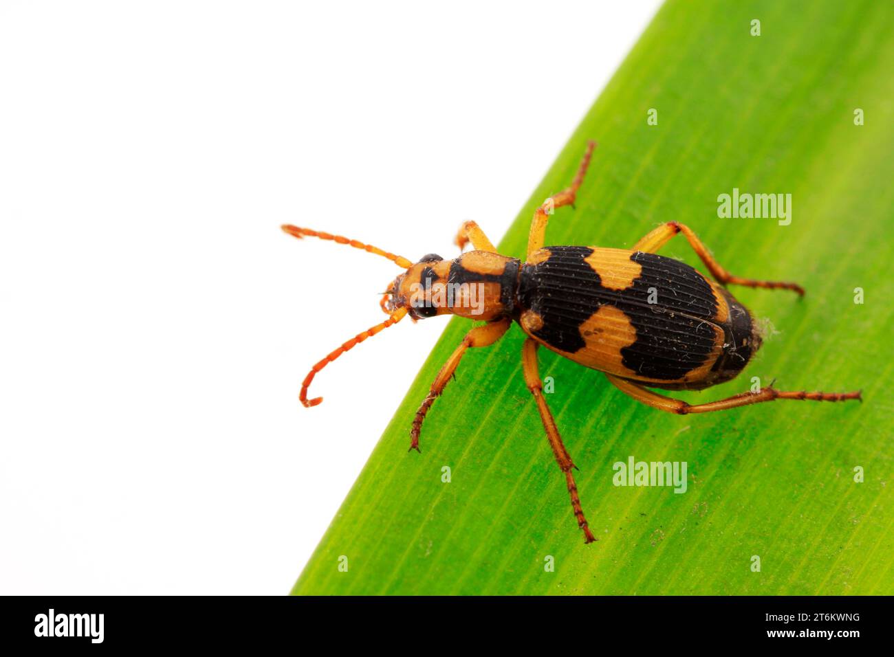 coleoptera insects on a white background, closeup of photo Stock Photo ...