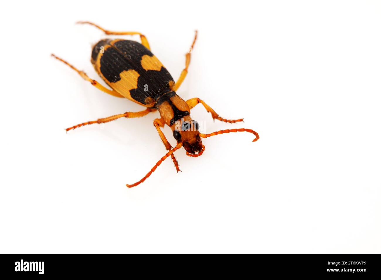 coleoptera insects on a white background, closeup of photo Stock Photo ...