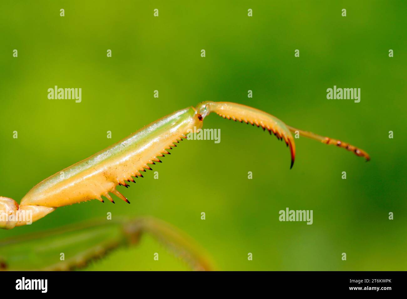 closeup of photo, tenodera mantis claws, nature photography Stock Photo ...