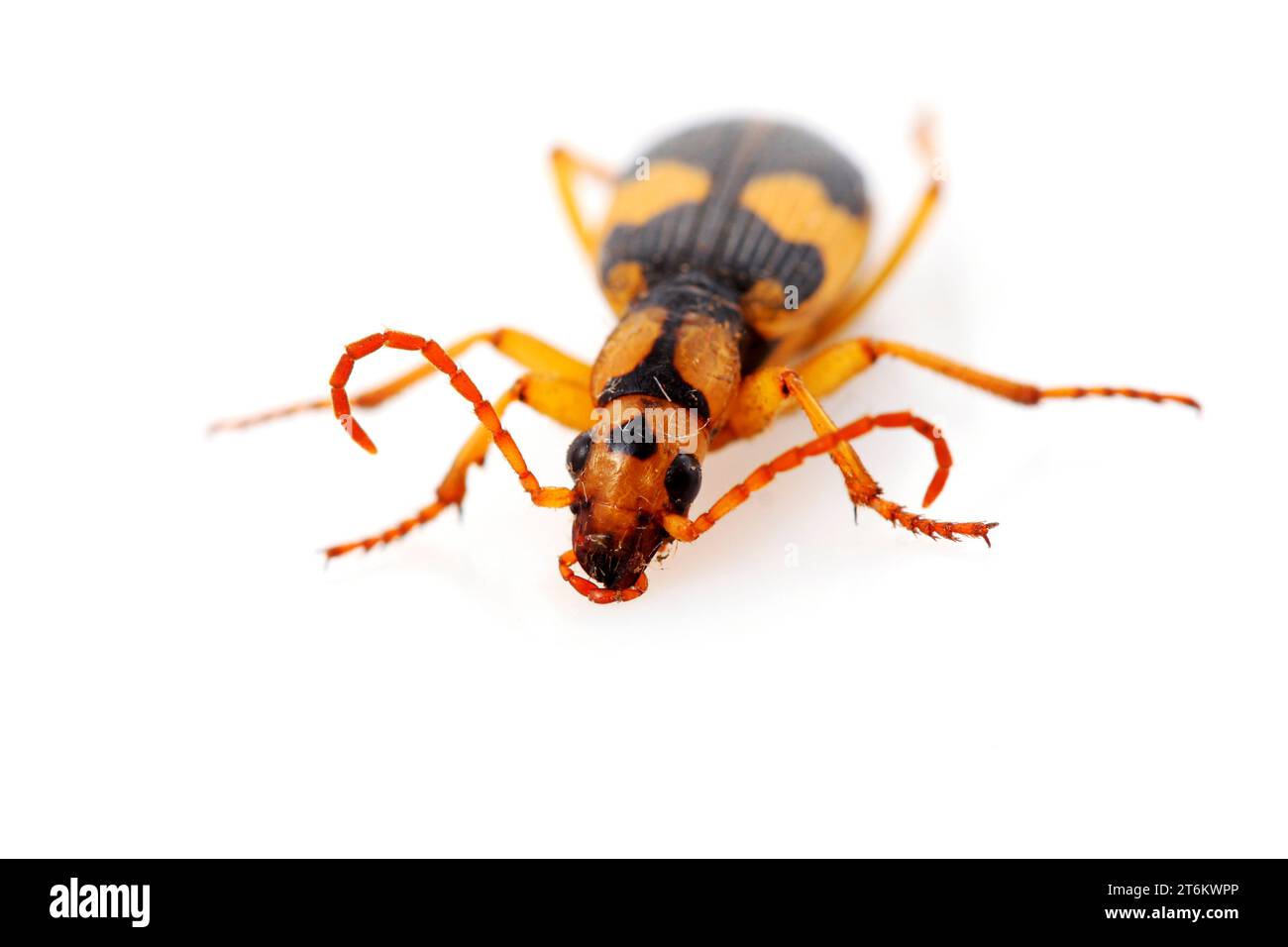 coleoptera insects on a white background, closeup of photo Stock Photo ...