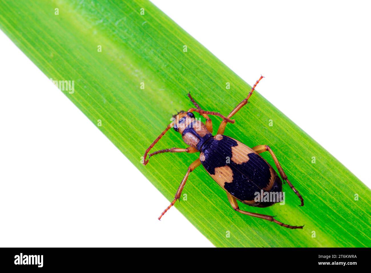 coleoptera insects on a white background, closeup of photo Stock Photo ...