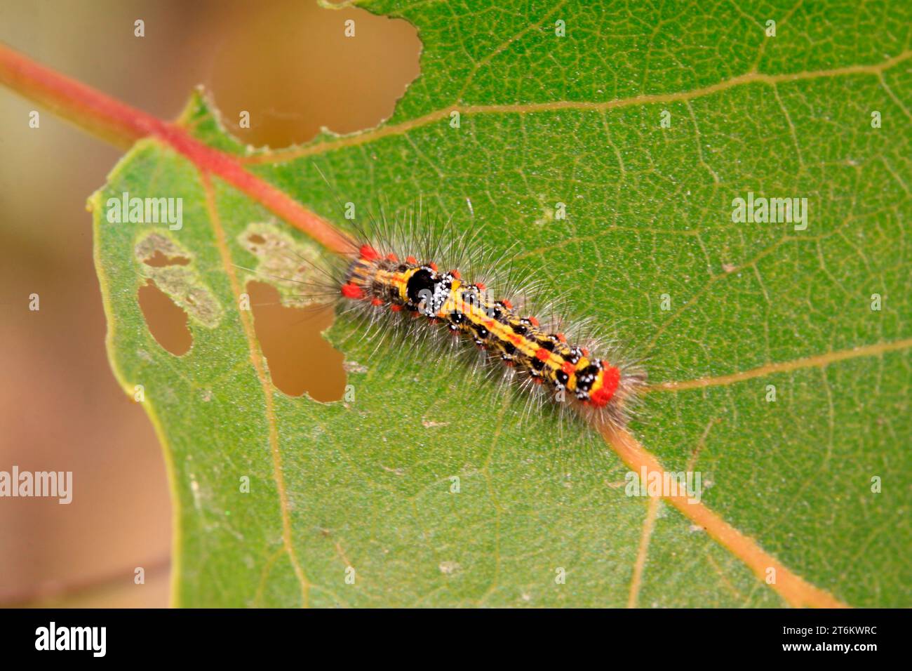 clostera anachoreta larvae gathered in fretting on the leaf Stock Photo ...
