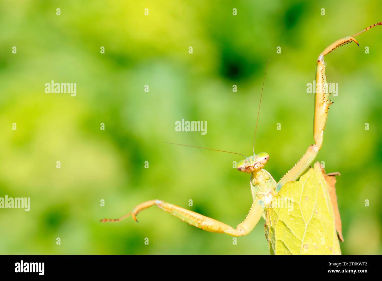 closeup of photo, tenodera mantis on green leaf, to make alert posture ...