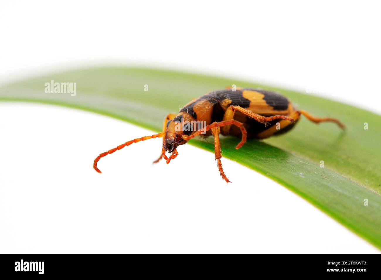 coleoptera insects on a white background, closeup of photo Stock Photo ...