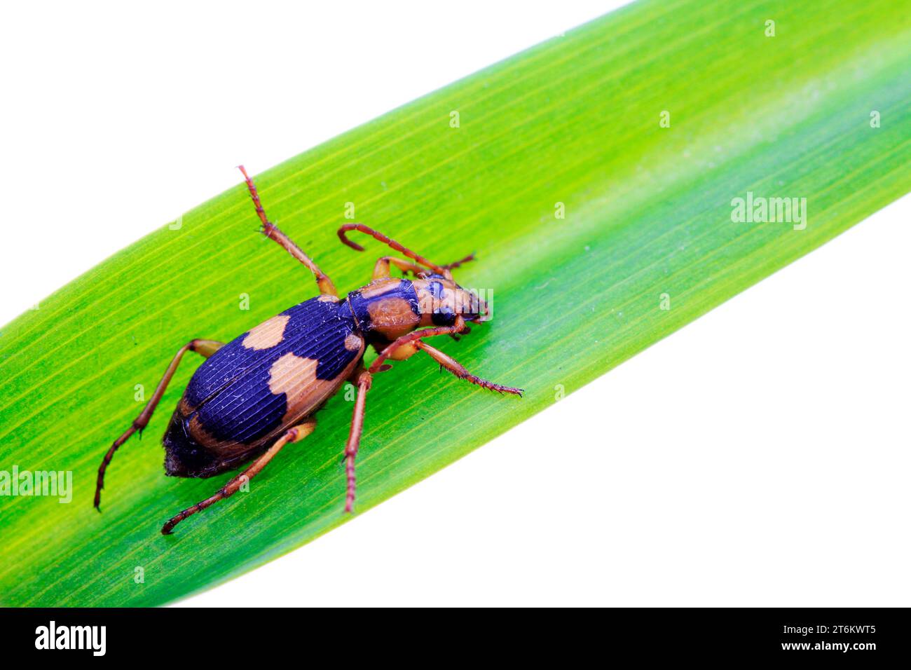 coleoptera insects on a white background, closeup of photo Stock Photo ...
