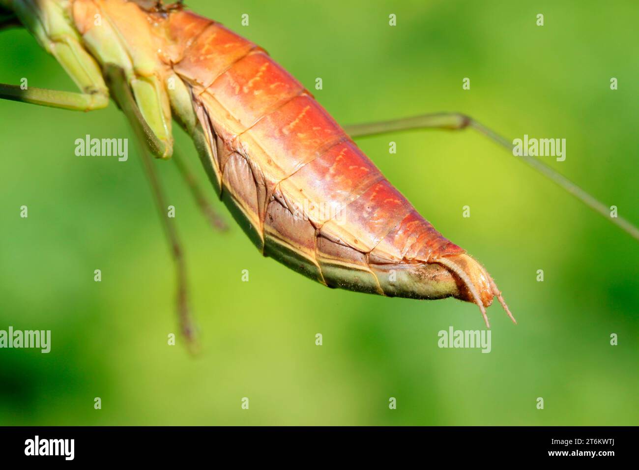 closeup of photo, tenodera mantis tail, nature photography Stock Photo ...