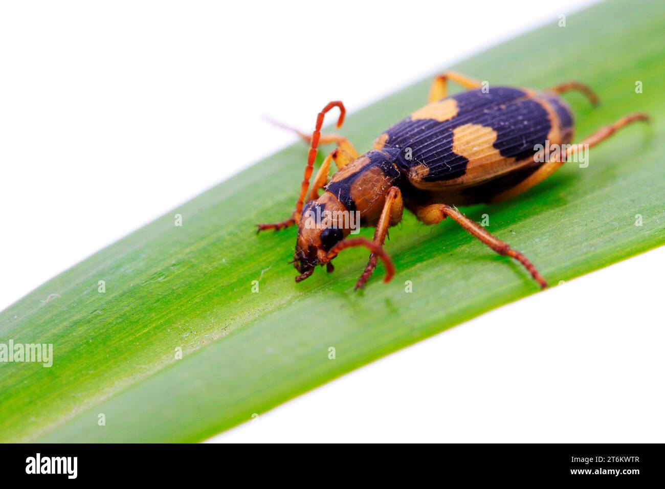 coleoptera insects on a white background, closeup of photo Stock Photo ...