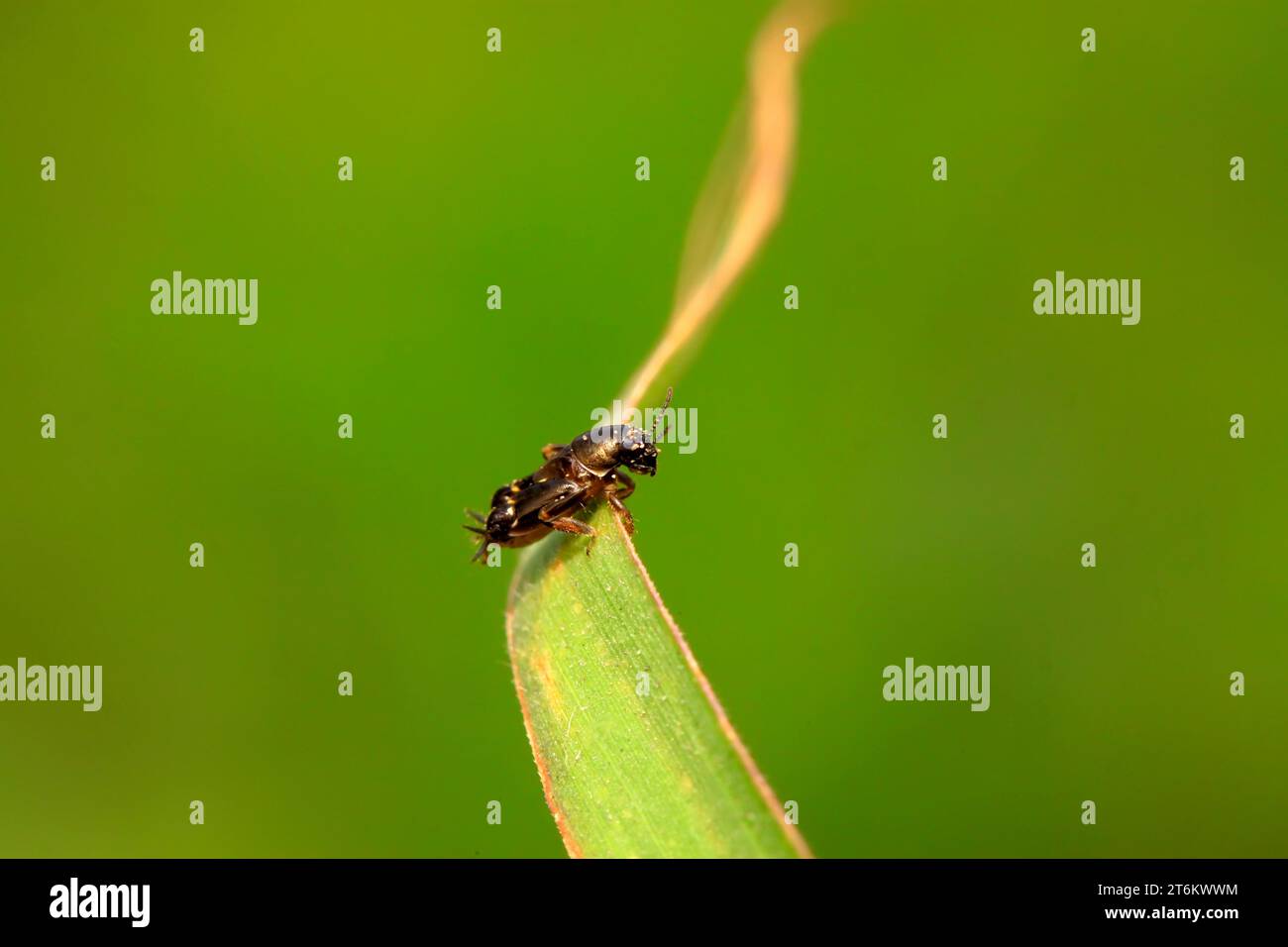 Fleas cricket in the wild, closeup of photo Stock Photo - Alamy