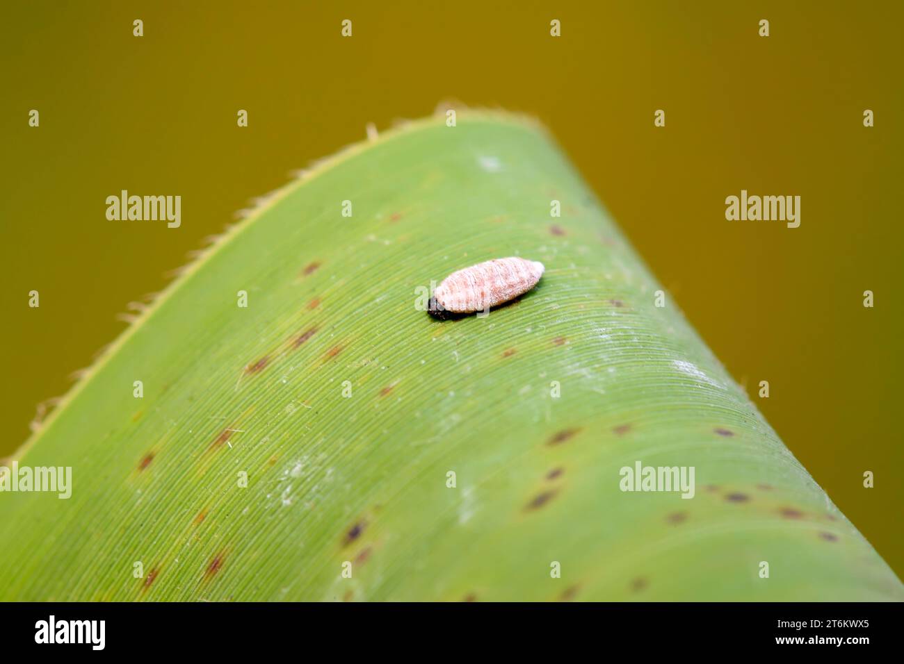 Blowing cotton pest hi-res stock photography and images - Alamy