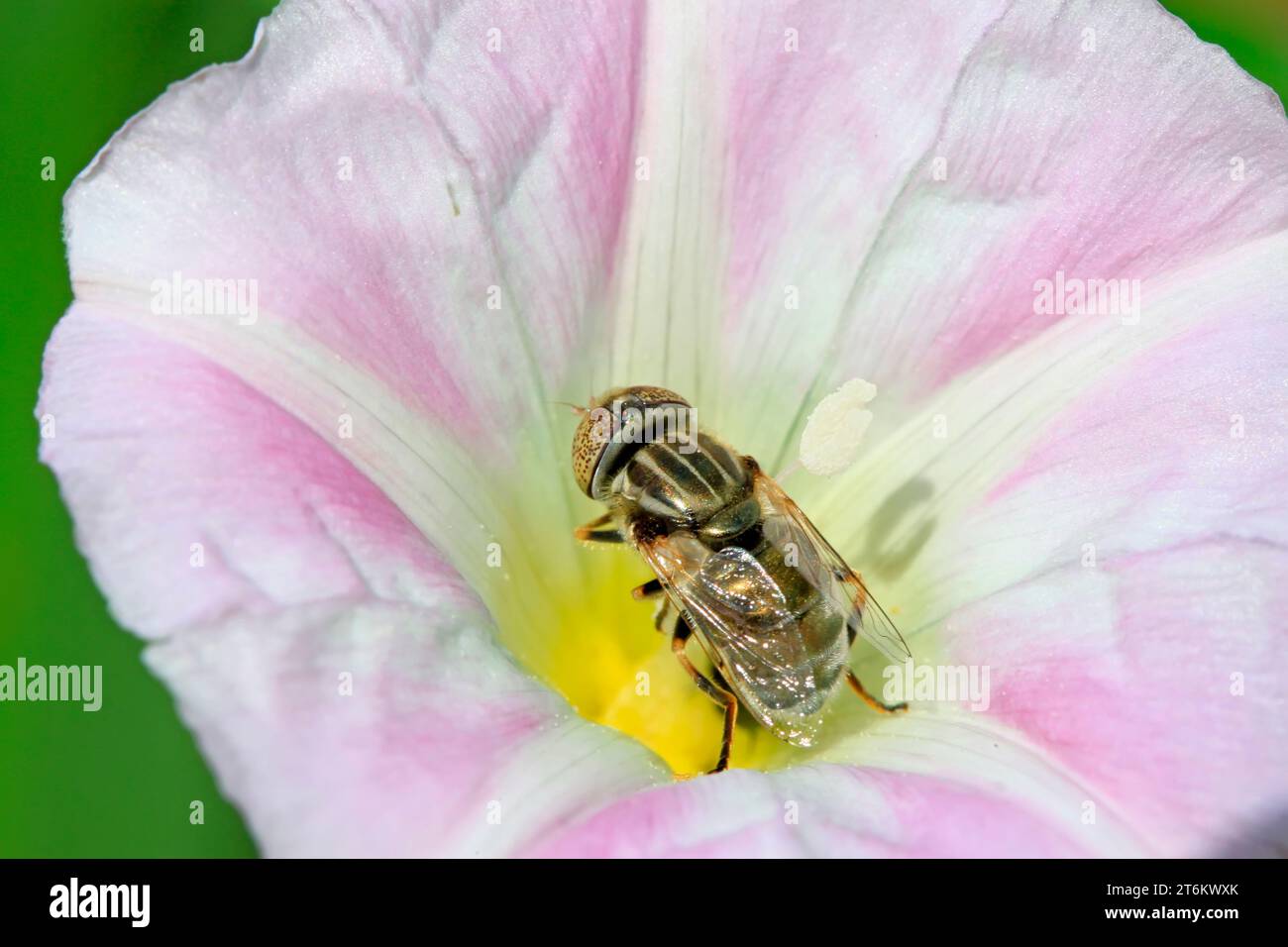 syrphidae gather nectar from flowers Stock Photo - Alamy