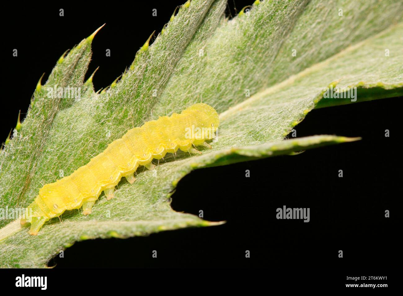 Clanis bilineata walker hi-res stock photography and images - Alamy