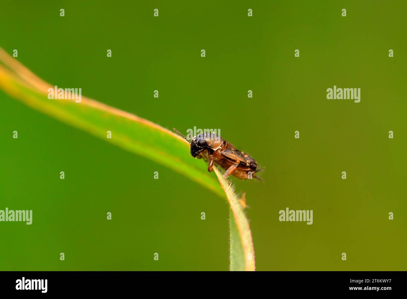 Fleas cricket in the wild, closeup of photo Stock Photo - Alamy