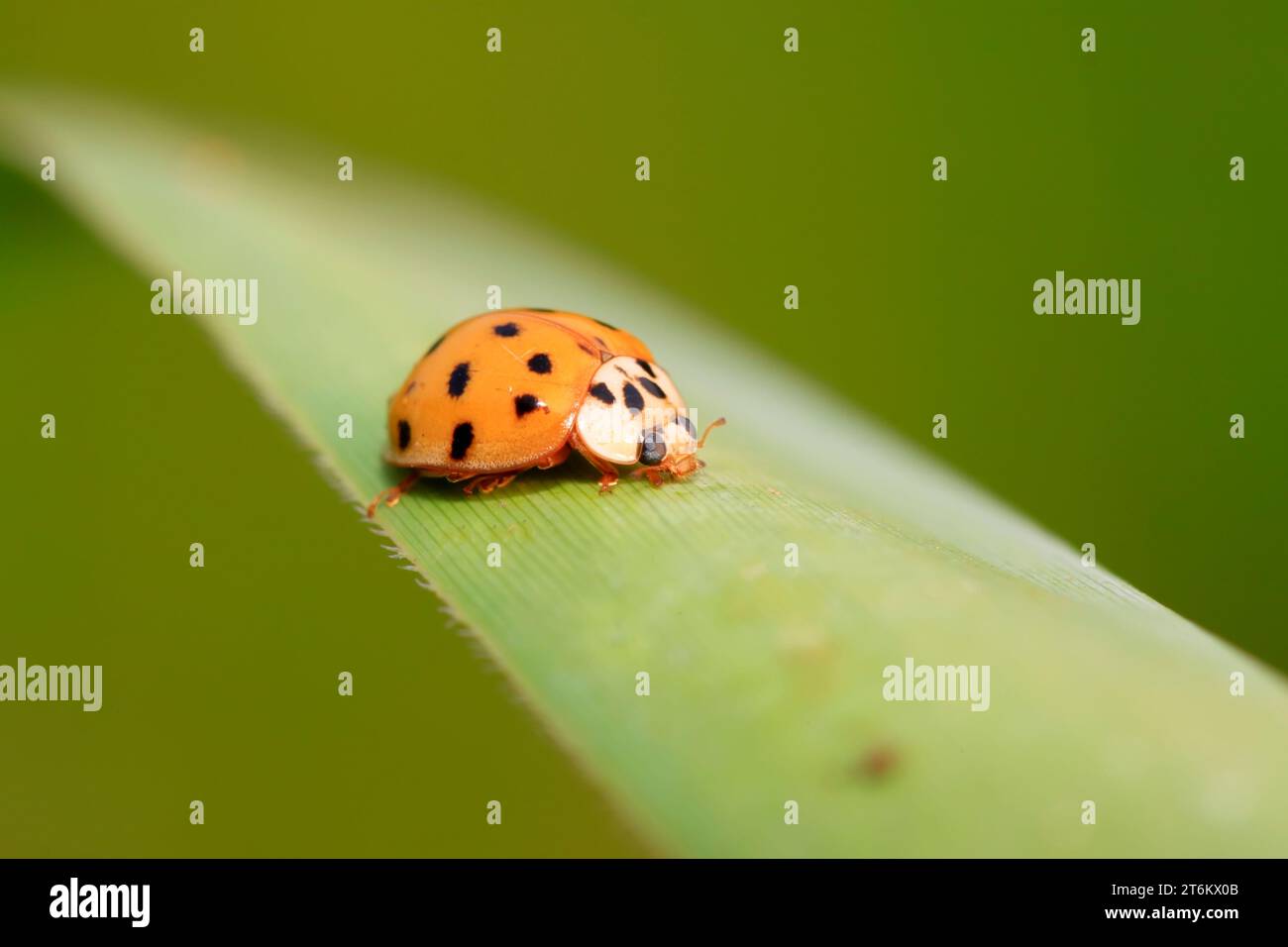 Non-blue ladybug on green leaf in the wild Stock Photo - Alamy