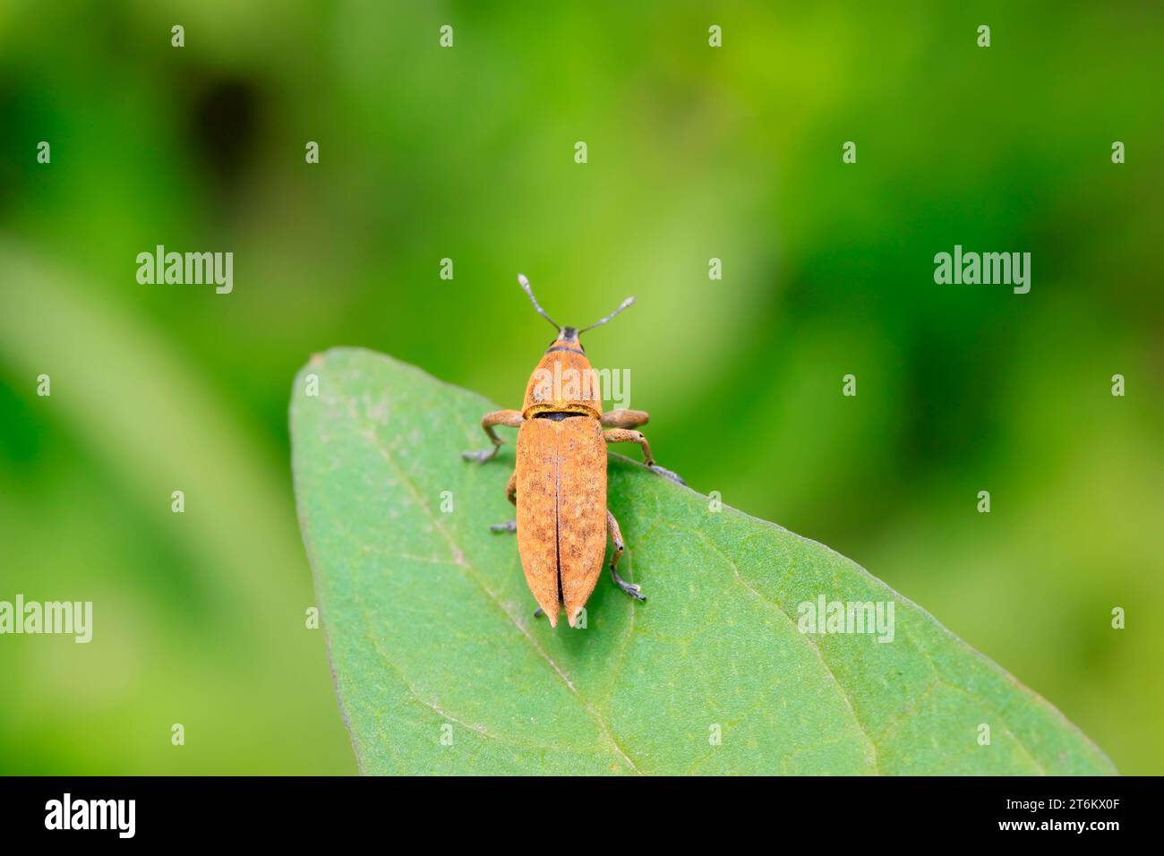 a kind of insect has a long nose Stock Photo - Alamy