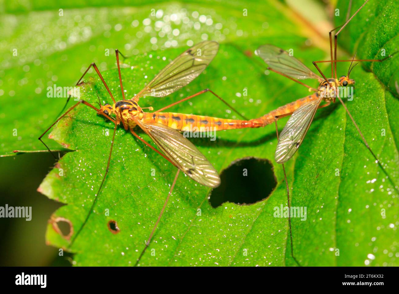 Mosquitoes mating hi-res stock photography and images - Alamy