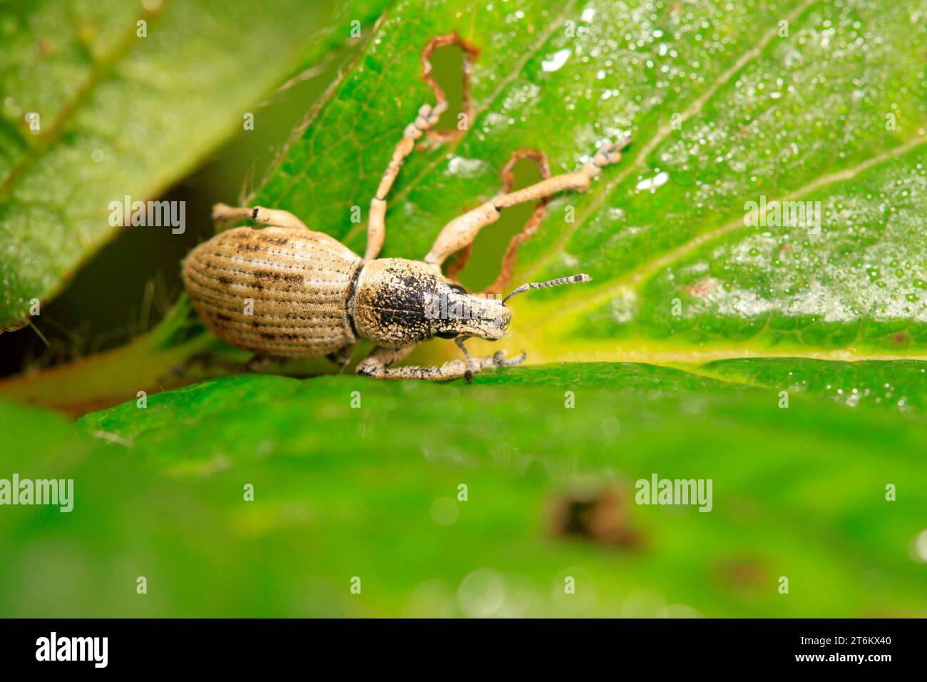 weevil on the plant, a kind of insect has a long nose Stock Photo - Alamy